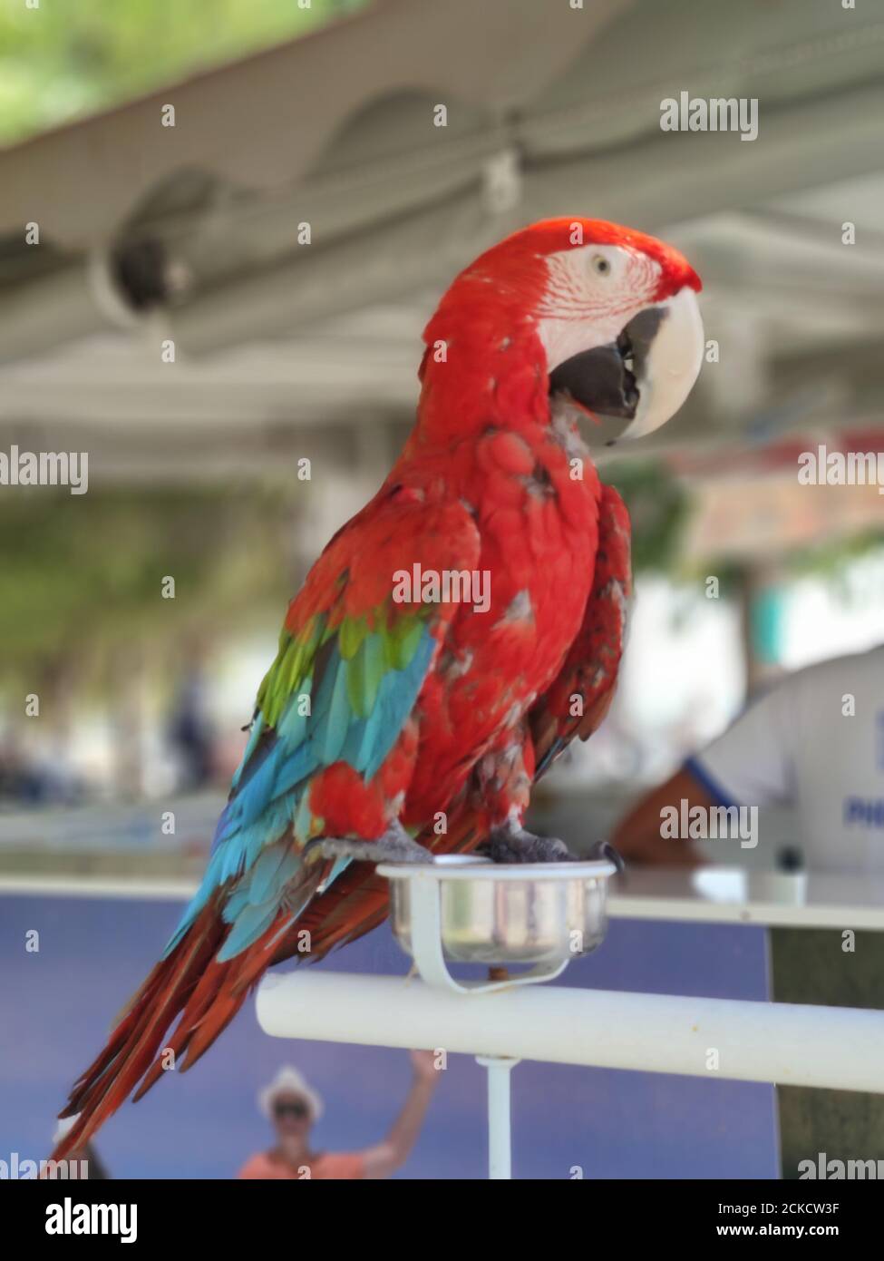Angry macaw hi-res stock photography and images - Alamy