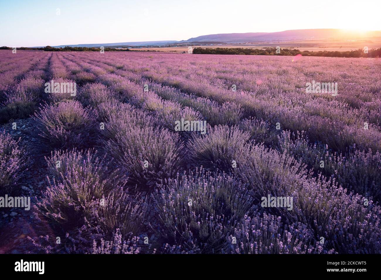 Lavender violet Field in the summer sunset time. lavender field with ...