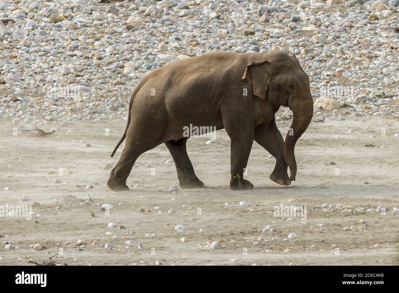 Adult male tuskless Asian elephant locally known as Makhna walking on ...