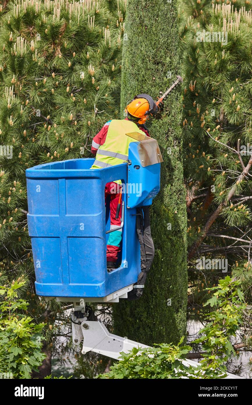 Gardener pruning a cypress tree with a chainsaw on a crane Stock Photo ...