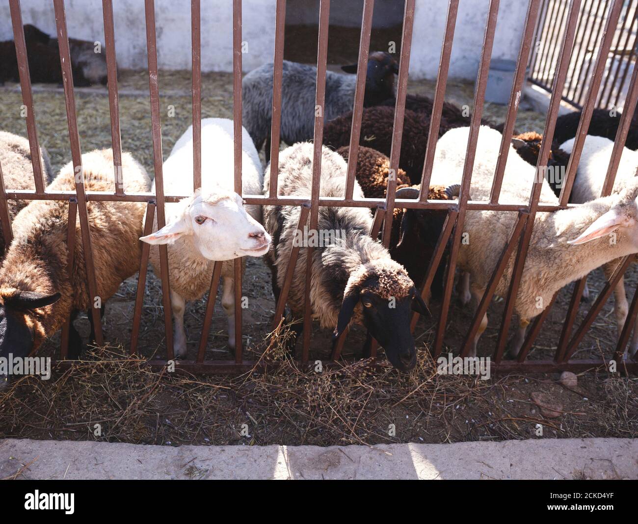 Merino well hi-res stock photography and images - Alamy