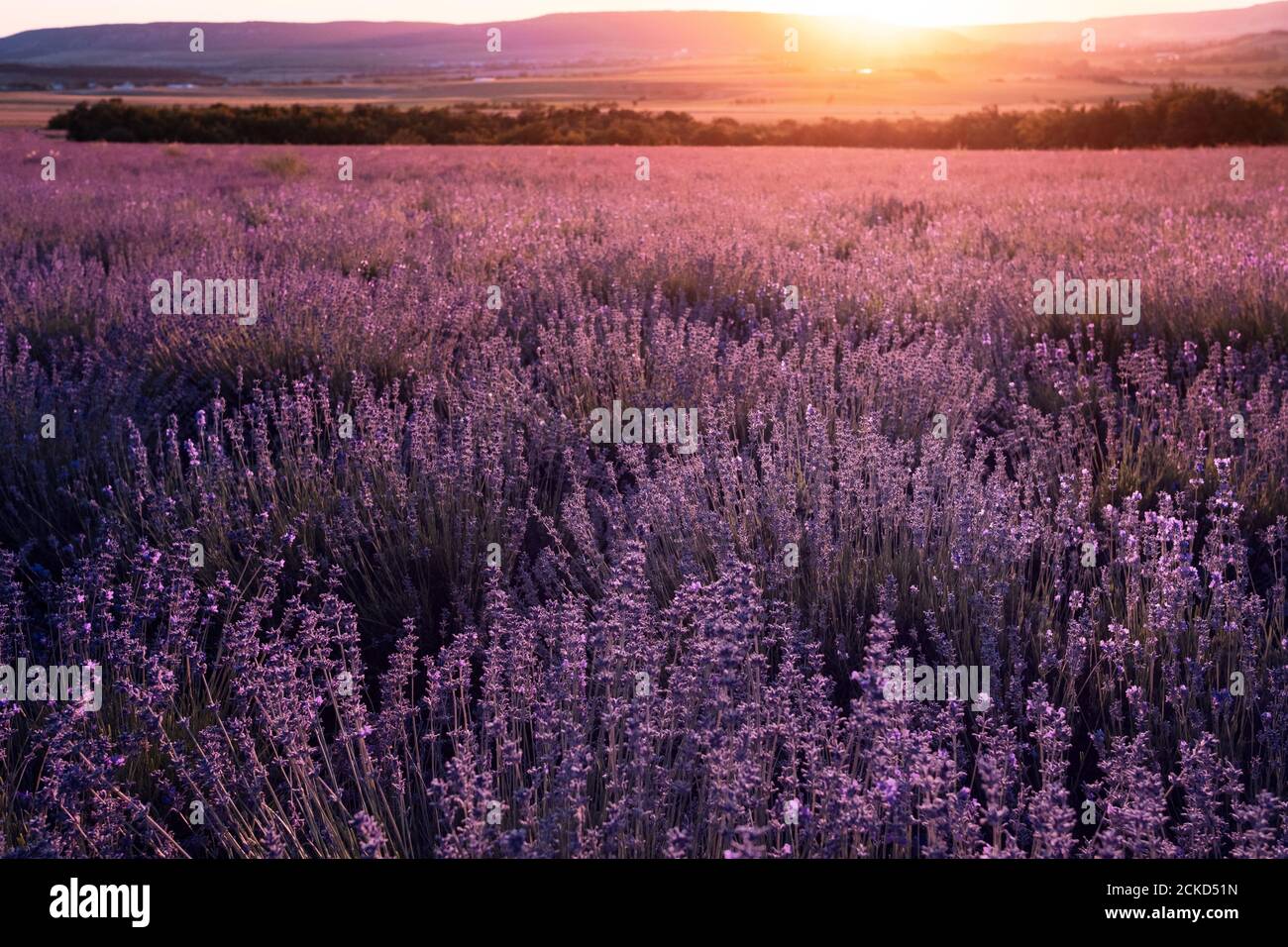 Lavender violet Field in the summer sunset time. lavender field with ...