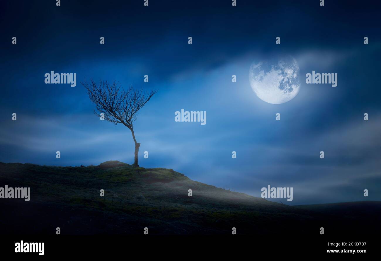 A halloween spooky lone bare branch tree in an isolated moors landscape ...