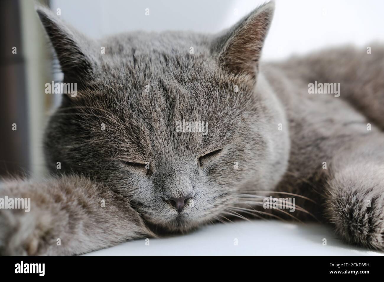 british shorthair cat sleeping or resting. cute sleepy grey cat. calm ...