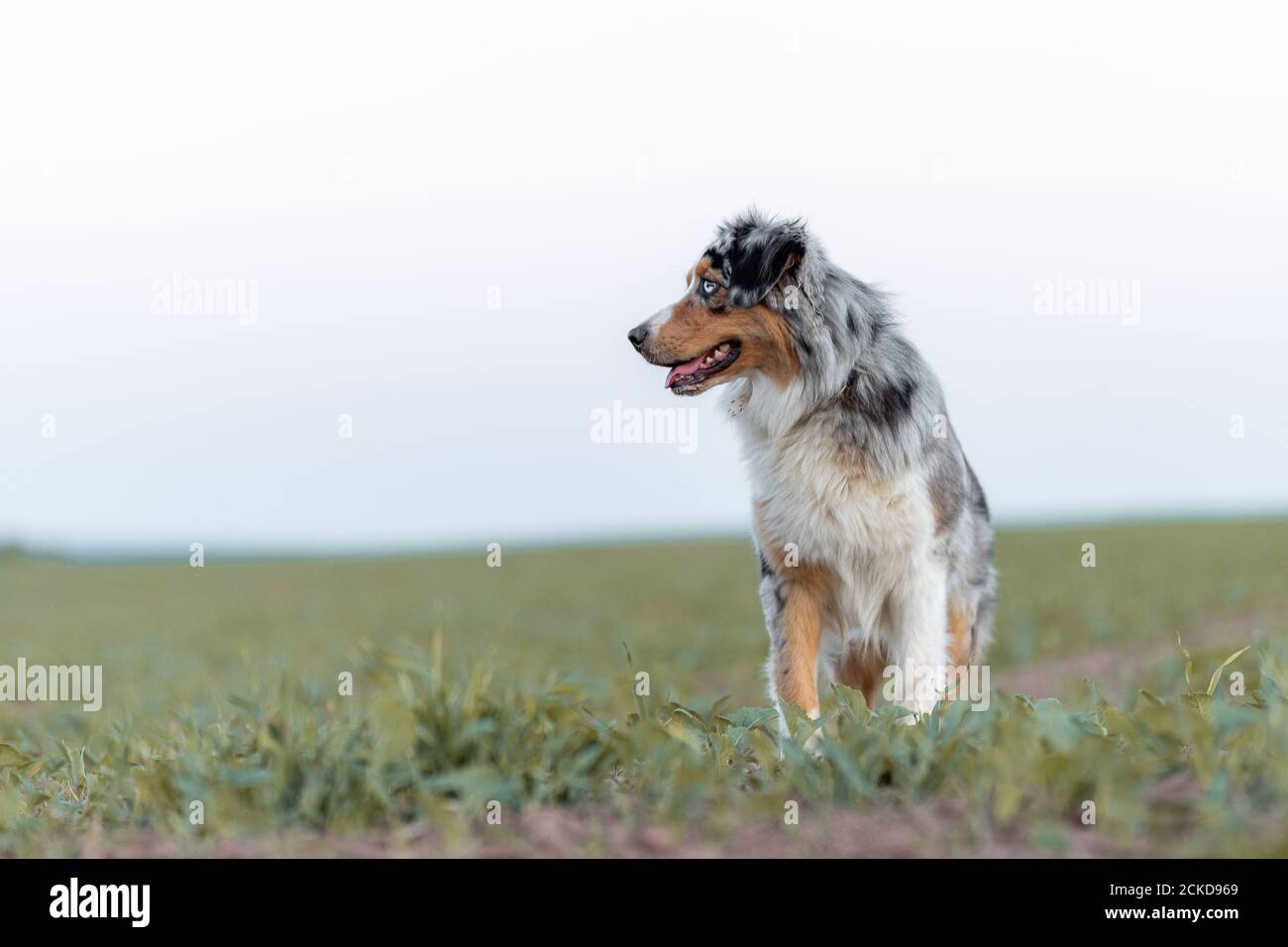Dog australian shepherd blue merle standing infront of white backround ...