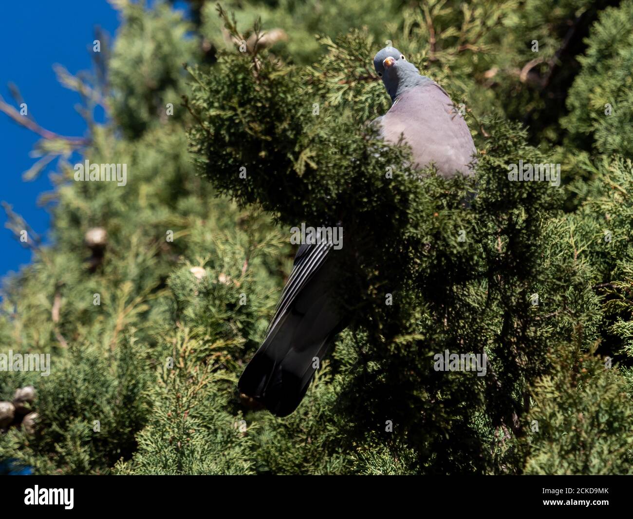 Columbidae family hi-res stock photography and images - Alamy