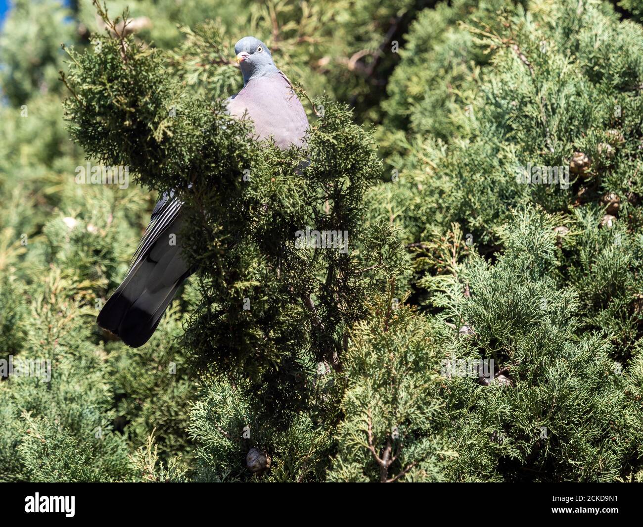 Domestic pigeon, also known as Asian brave pigeon, domestic Asian ...