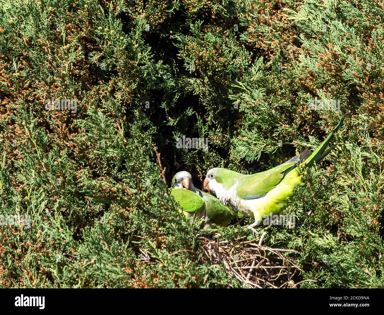 Argentine parrot hi-res stock photography and images - Alamy