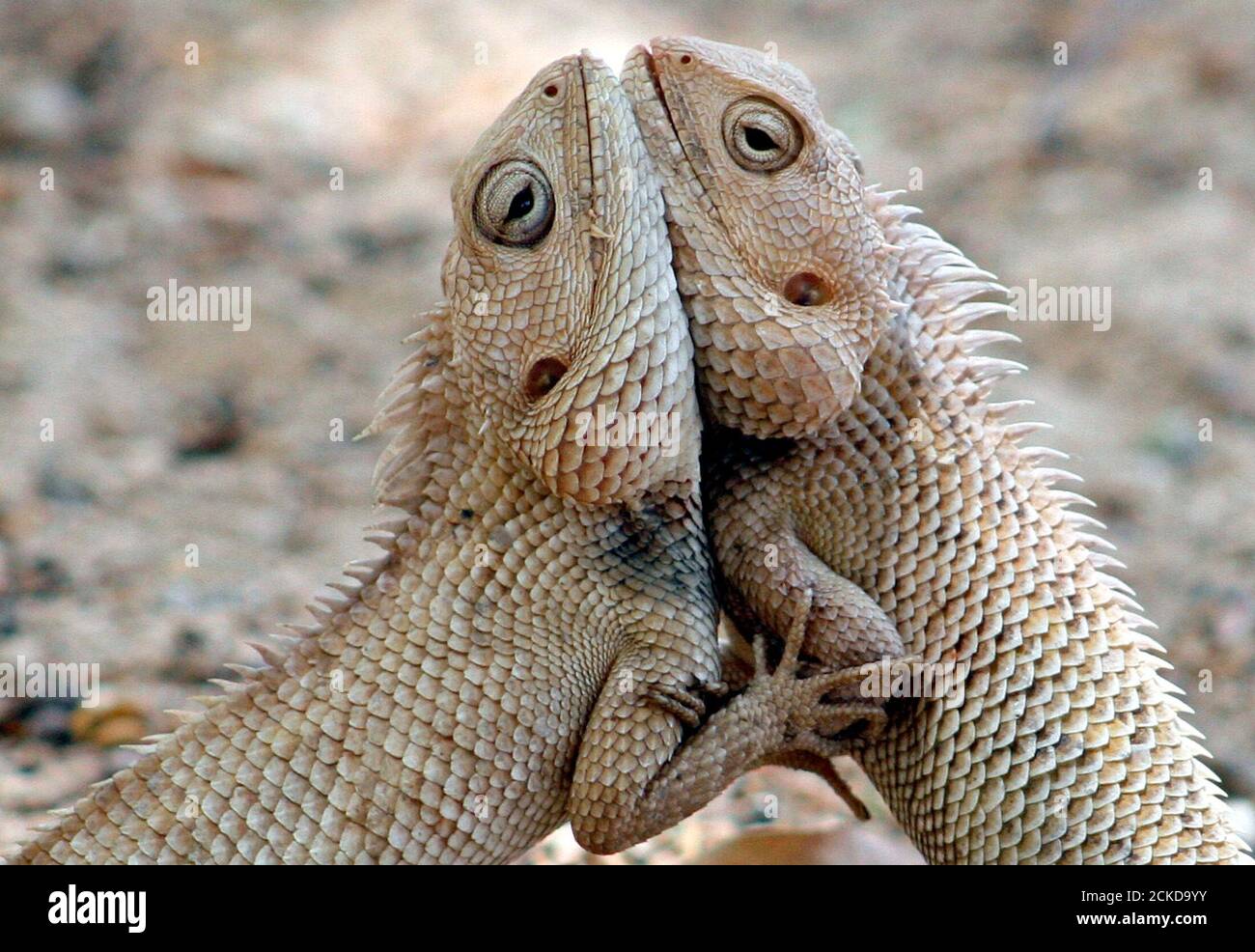 Pictures chameleon hi-res stock photography and images - Alamy