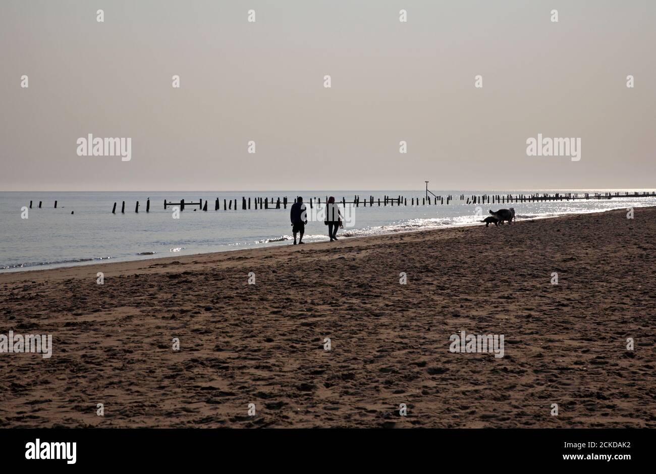Woman walking her two dogs on beach hi-res stock photography and images ...