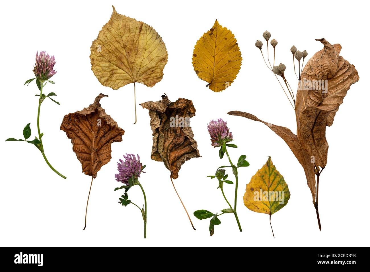 Lindel Cut Out Stock Images & Pictures - Alamy