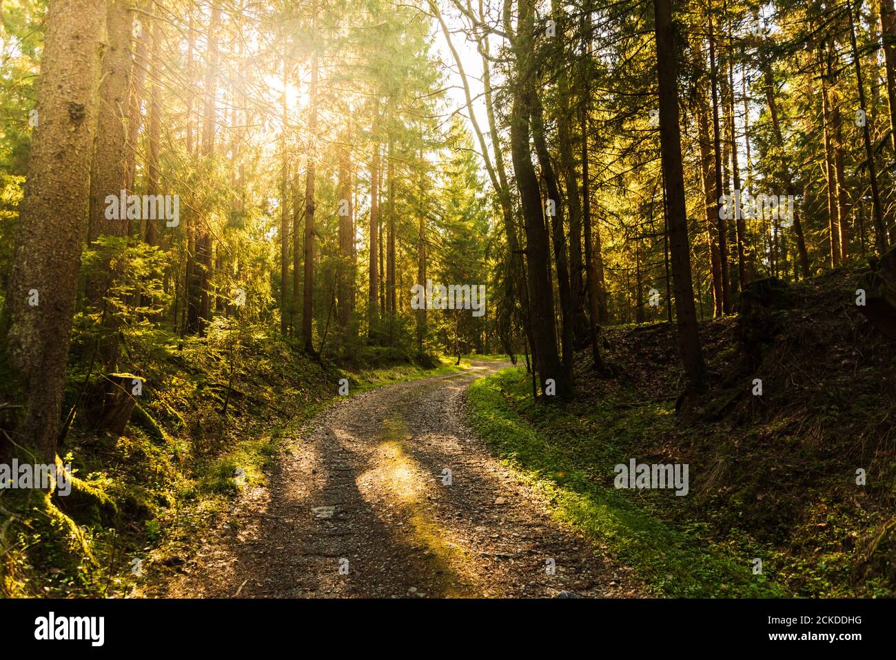 Beautiful green forest with sun rays coming through Stock Photo - Alamy