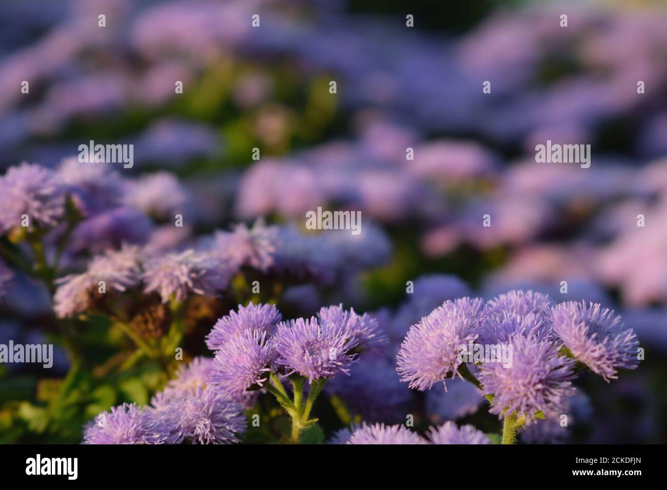 Sun on purple flowers hi-res stock photography and images - Alamy