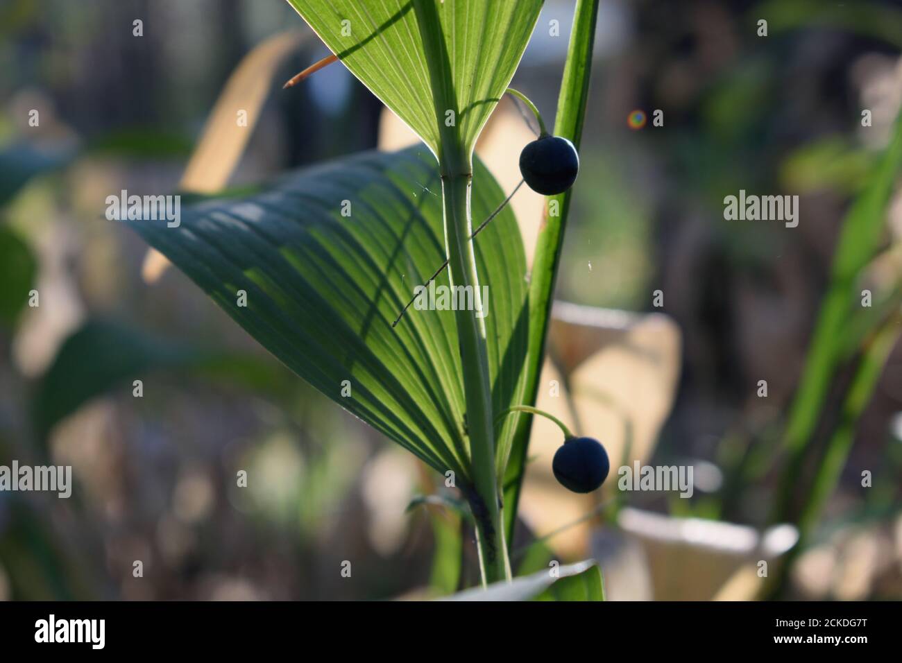 Inedible berries hi-res stock photography and images - Alamy