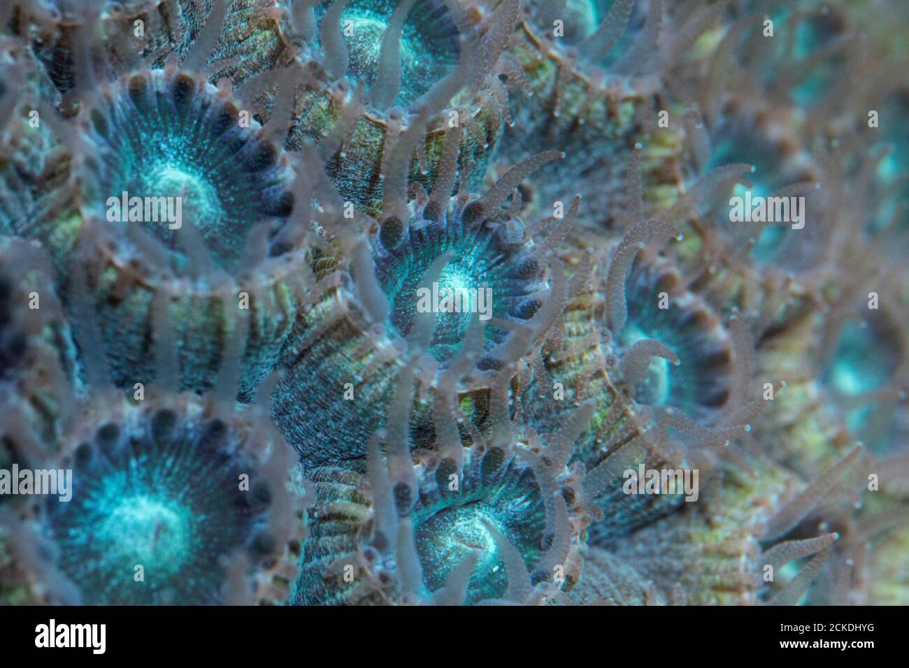 Coral polyps cavernosa hi-res stock photography and images - Alamy