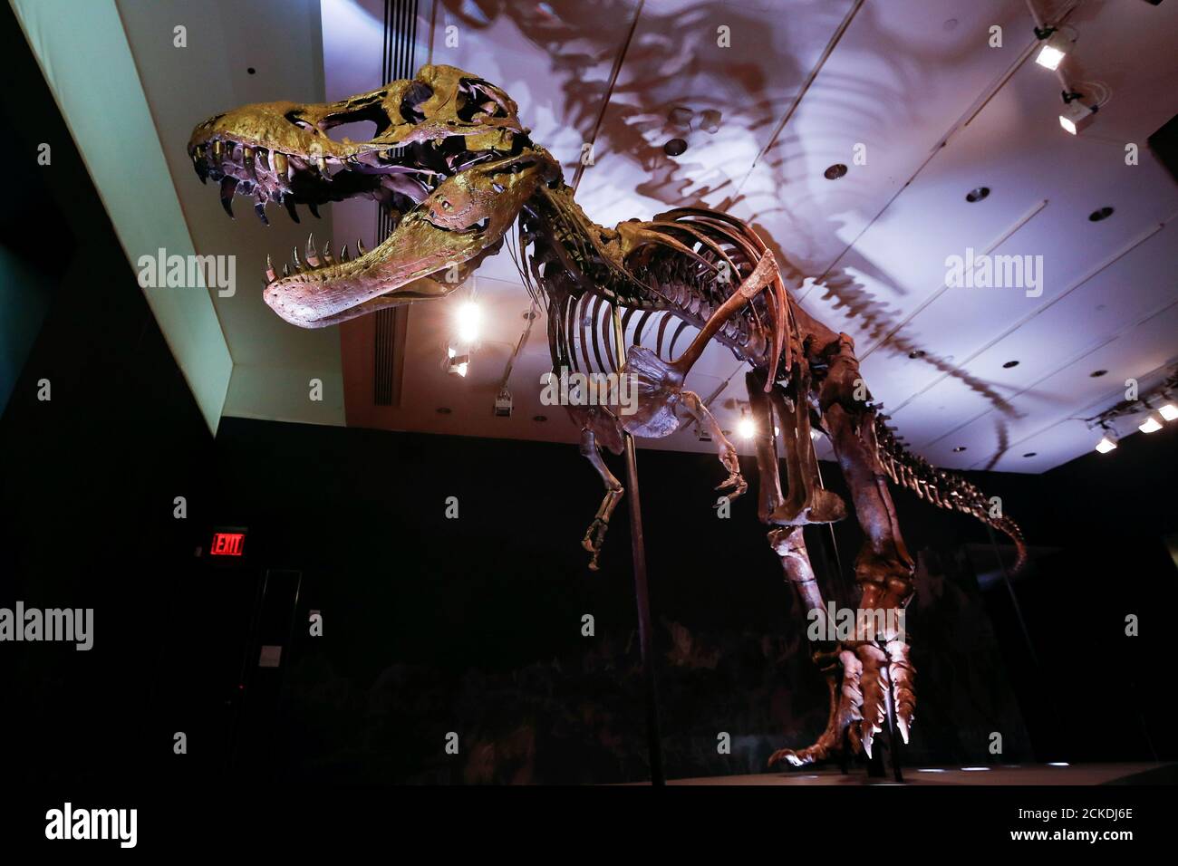 Tyrannosaurus rex skeleton stan hi-res stock photography and images - Alamy