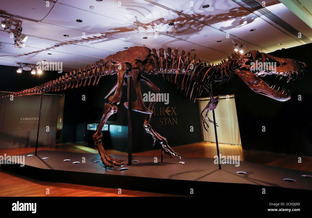 Tyrannosaurus rex skeleton stan hi-res stock photography and images - Alamy
