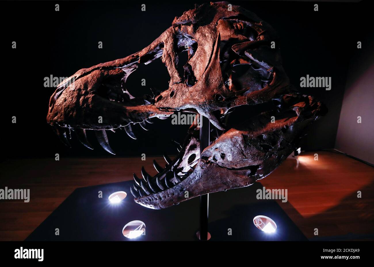 Tyrannosaurus rex skeleton stan hi-res stock photography and images - Alamy