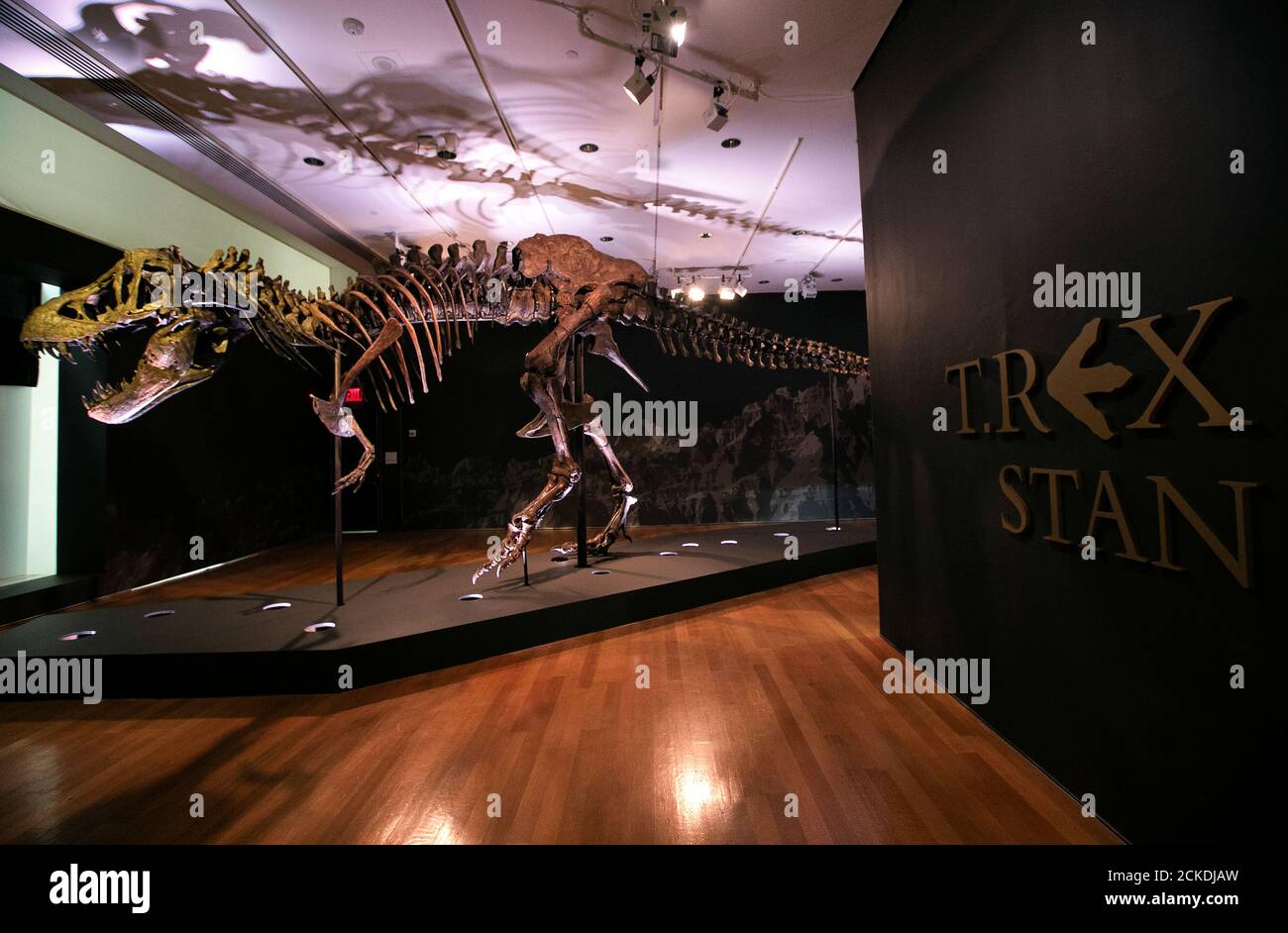 Tyrannosaurus rex skeleton stan hi-res stock photography and images - Alamy