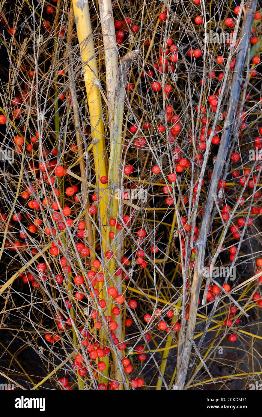 bright red berries and twigs in garden wheelbarrow, norfolk, england ...