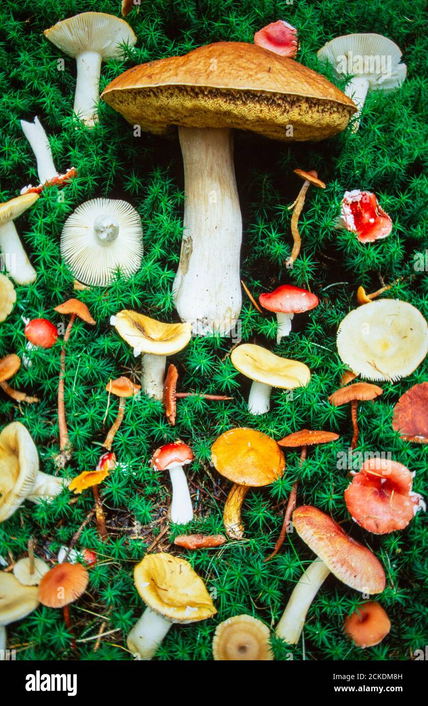 A variety of funghi on a woodland floor, Ambleside, UK Stock Photo - Alamy