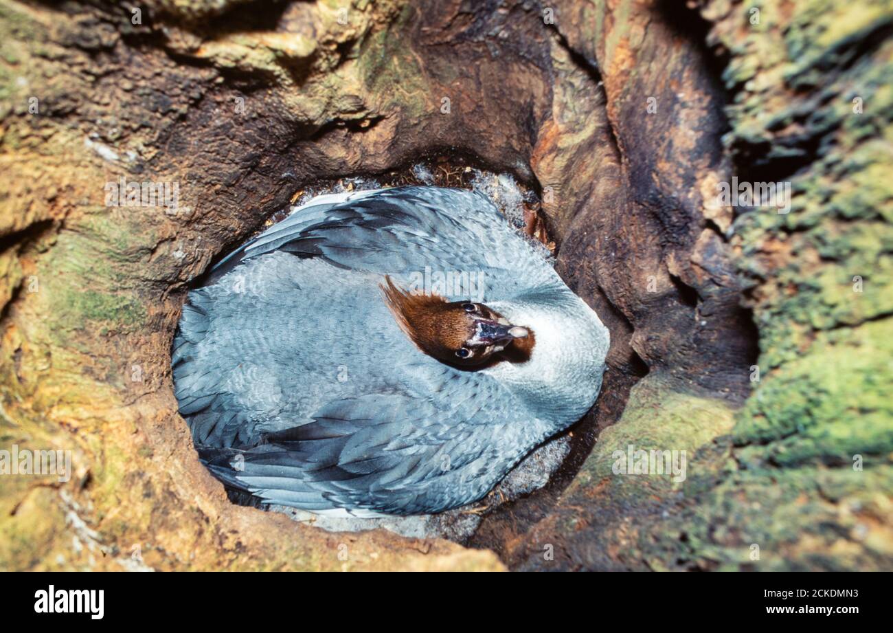 Goosander tree hi-res stock photography and images - Alamy
