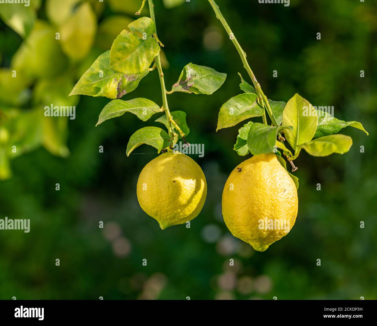 Imperfect tree hi-res stock photography and images - Alamy