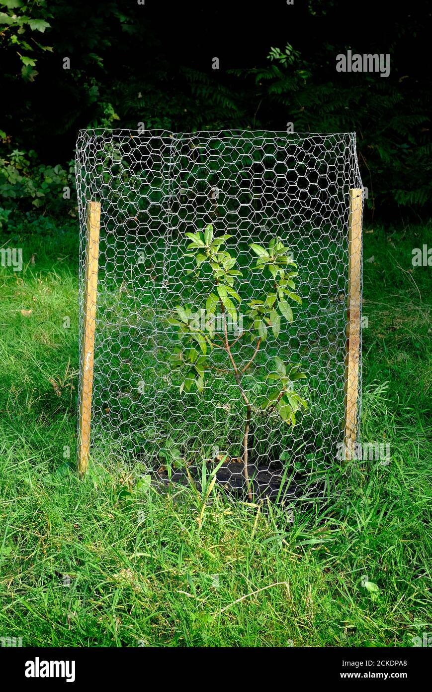 Tree sapling wire mesh hi-res stock photography and images - Alamy