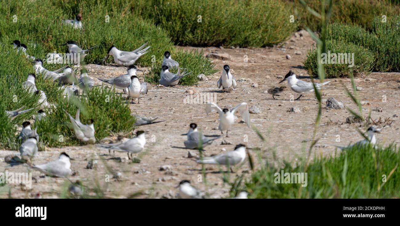 Common tern nesting zone with chicks panorama Stock Photo - Alamy