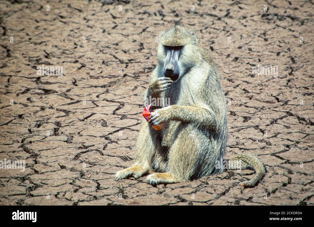 Baboon pack hi-res stock photography and images - Alamy
