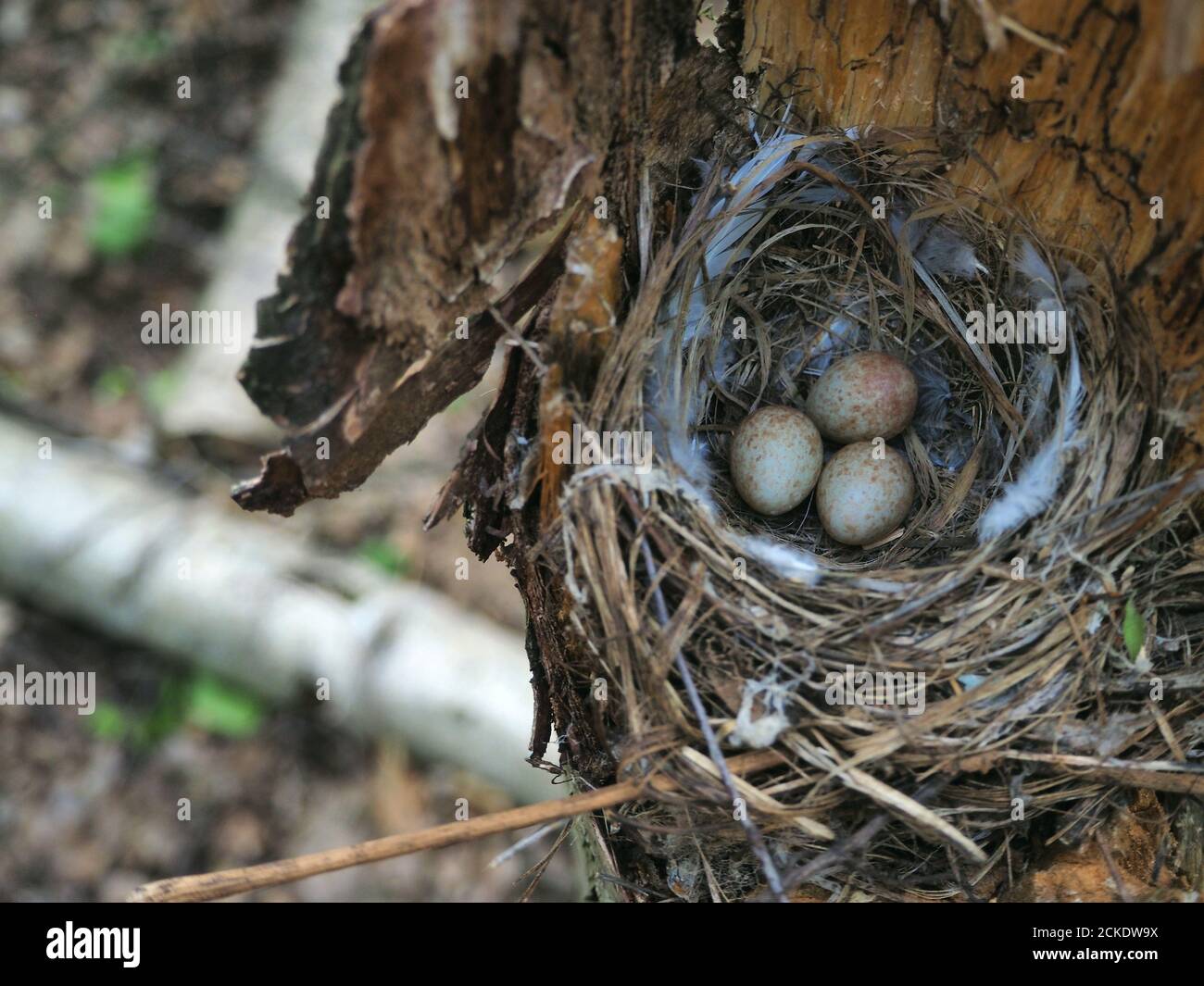 Nest in the forest with bird eggs Stock Photo - Alamy