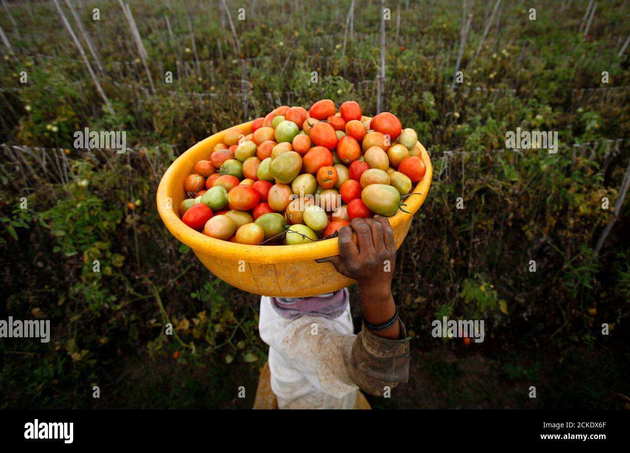 Indian tomato field hi-res stock photography and images - Alamy