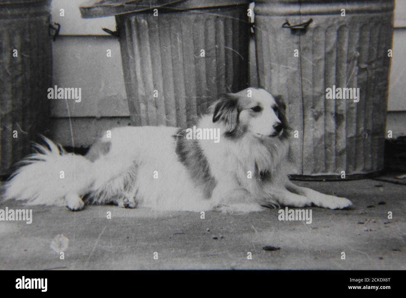 Fine 70s vintage black and white photography of a super cute family pet ...
