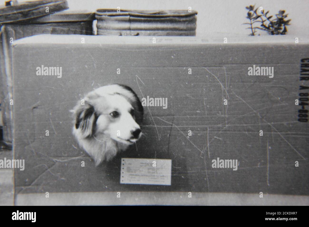 Fine 70s vintage black and white photography of a super cute family pet ...