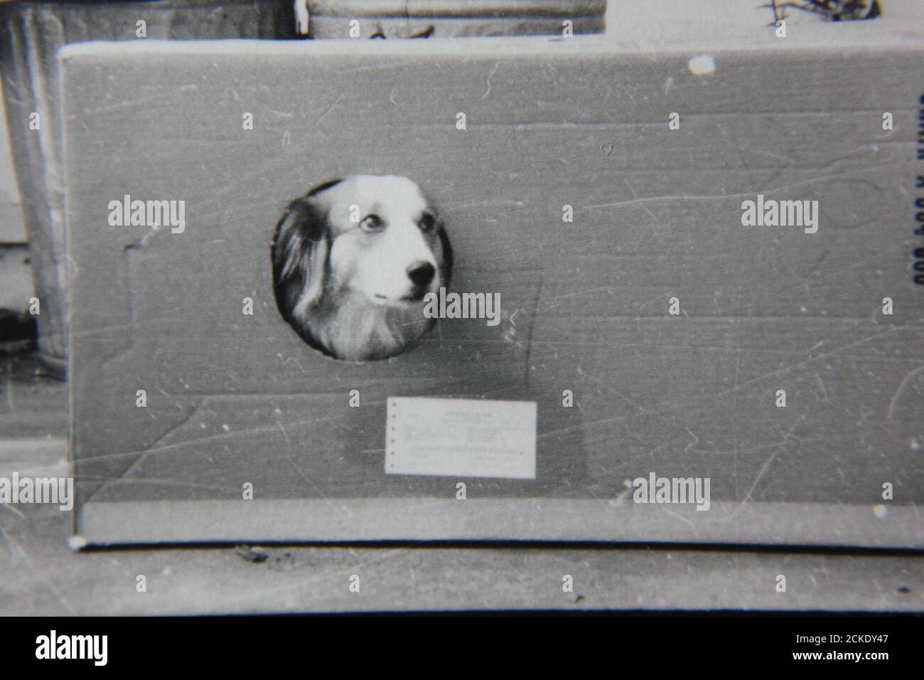 Fine 70s vintage black and white photography of a super cute family pet ...