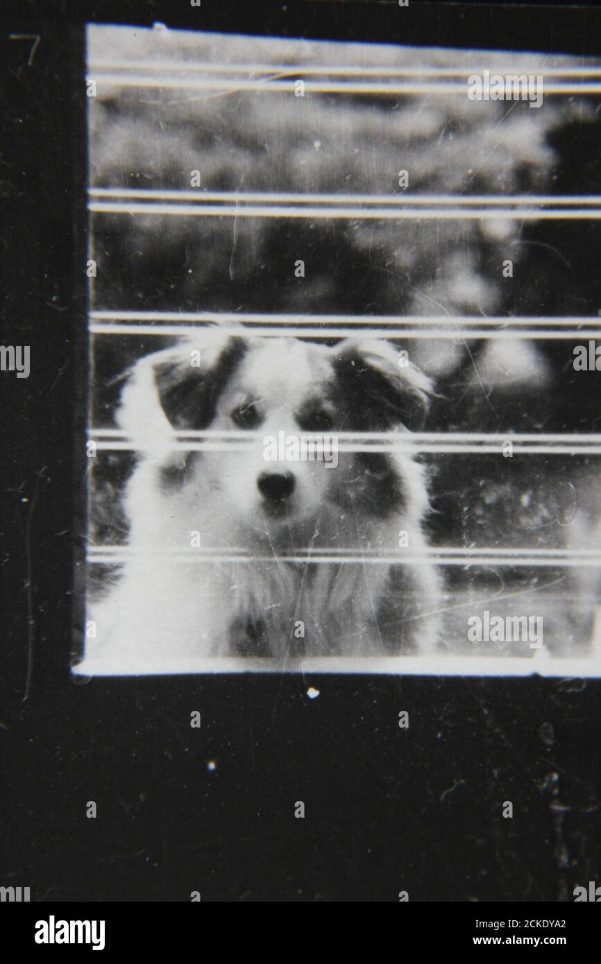 Fine 70s vintage black and white photography of a super cute family pet ...