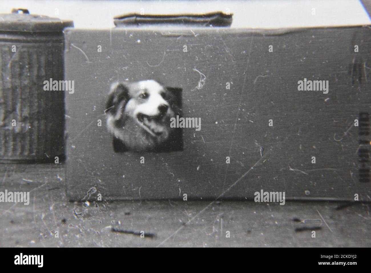 Fine 70s vintage black and white photography of a super cute family pet ...