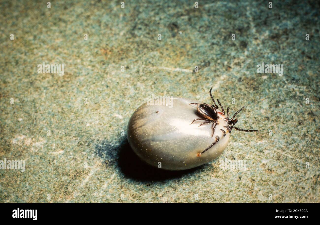A tick that is being parasatised by a second tick Stock Photo - Alamy