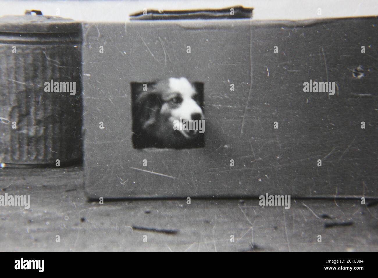 Fine 70s vintage black and white photography of a super cute family pet ...