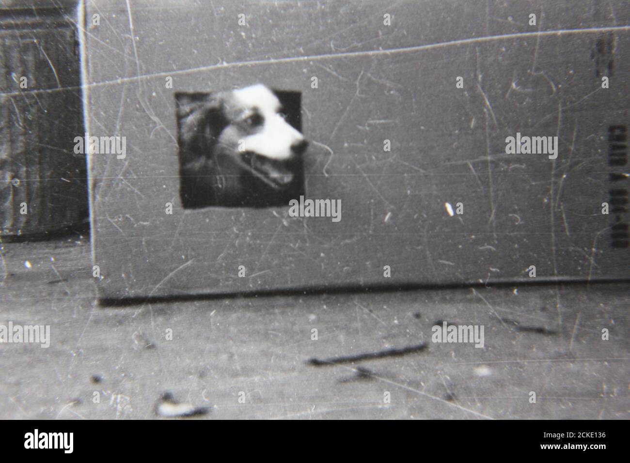 Fine 70s vintage black and white photography of a super cute family pet ...