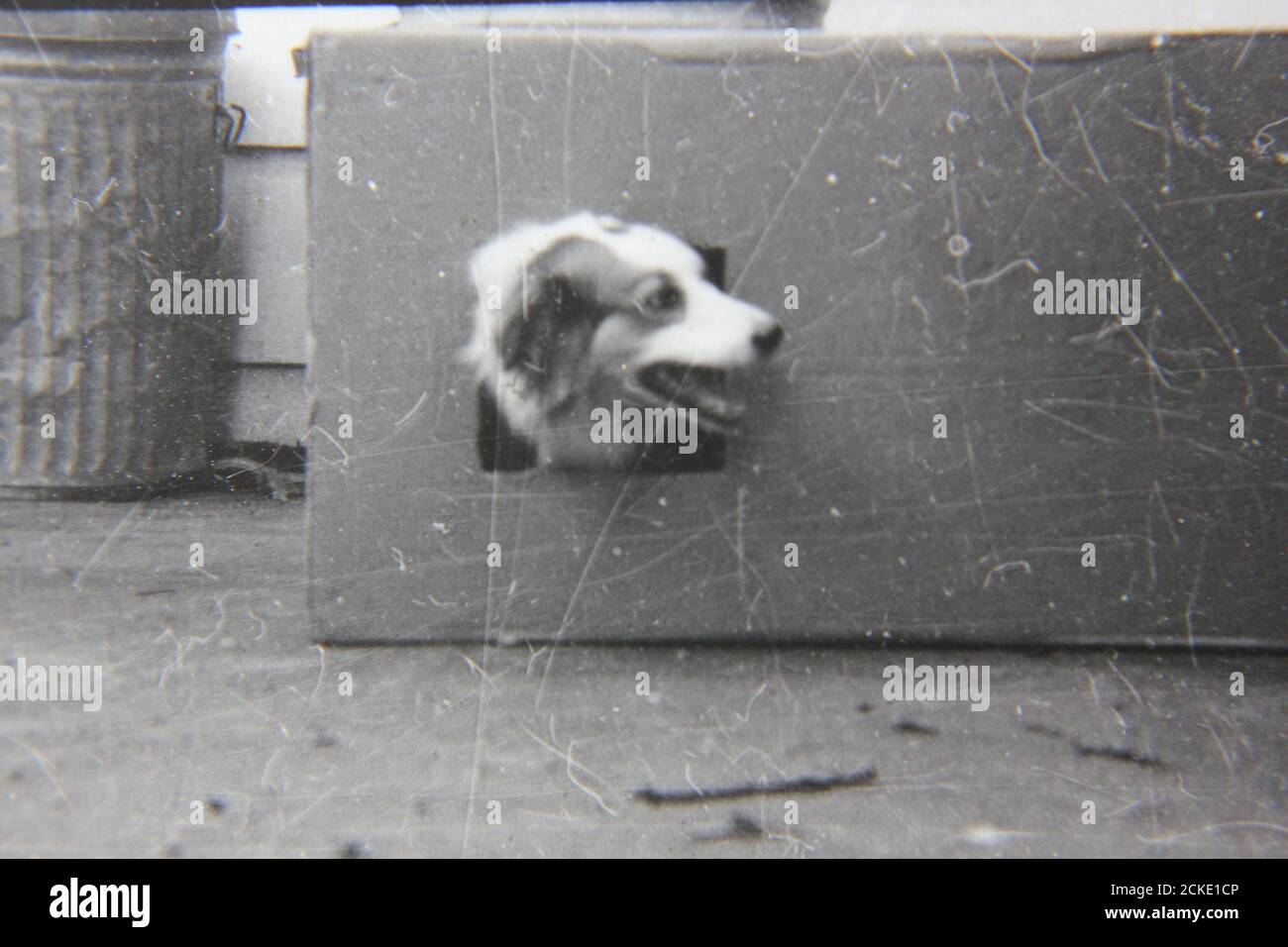 Fine 70s vintage black and white photography of a super cute family pet ...