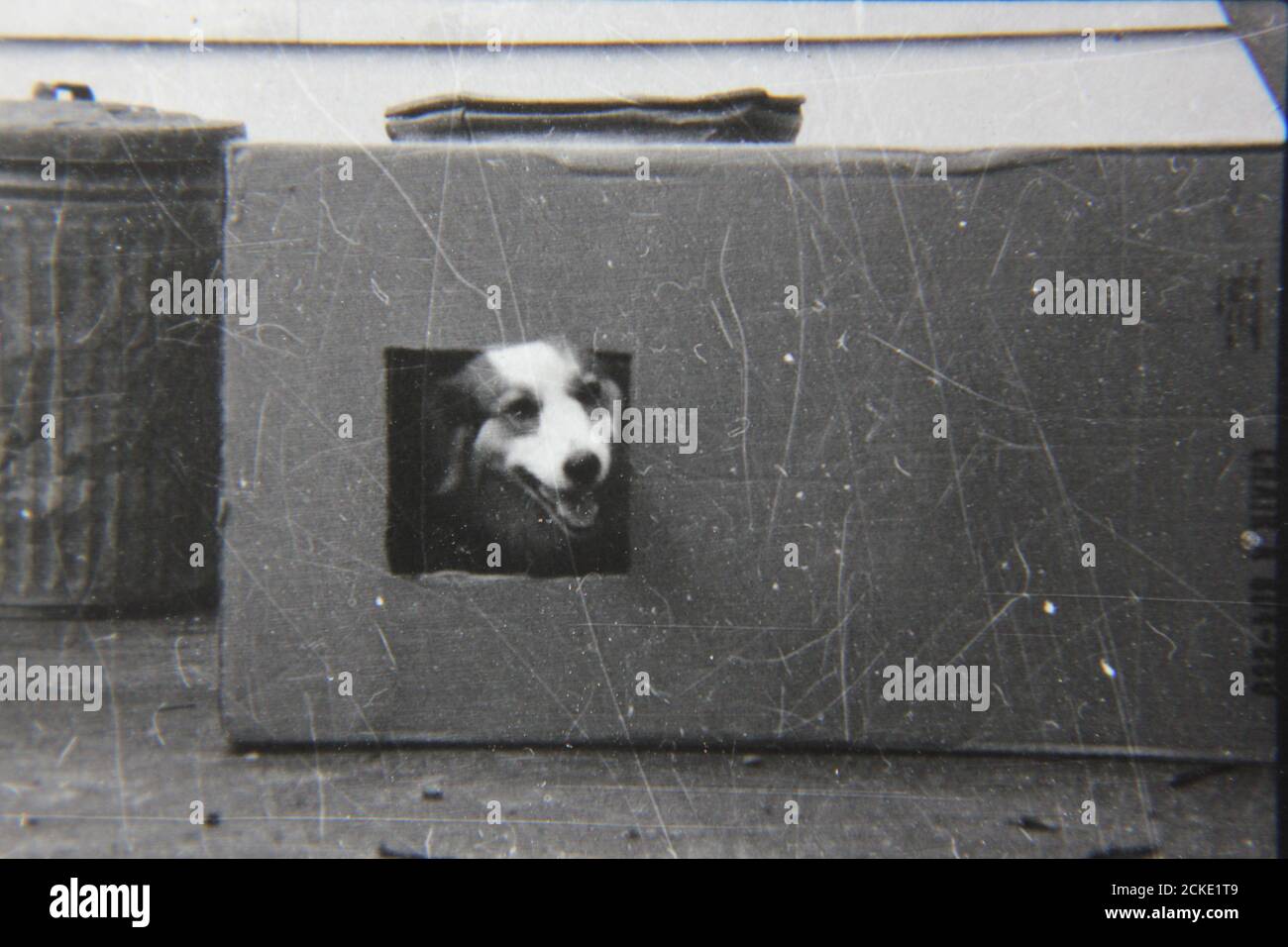 Fine 70s vintage black and white photography of a super cute family pet ...