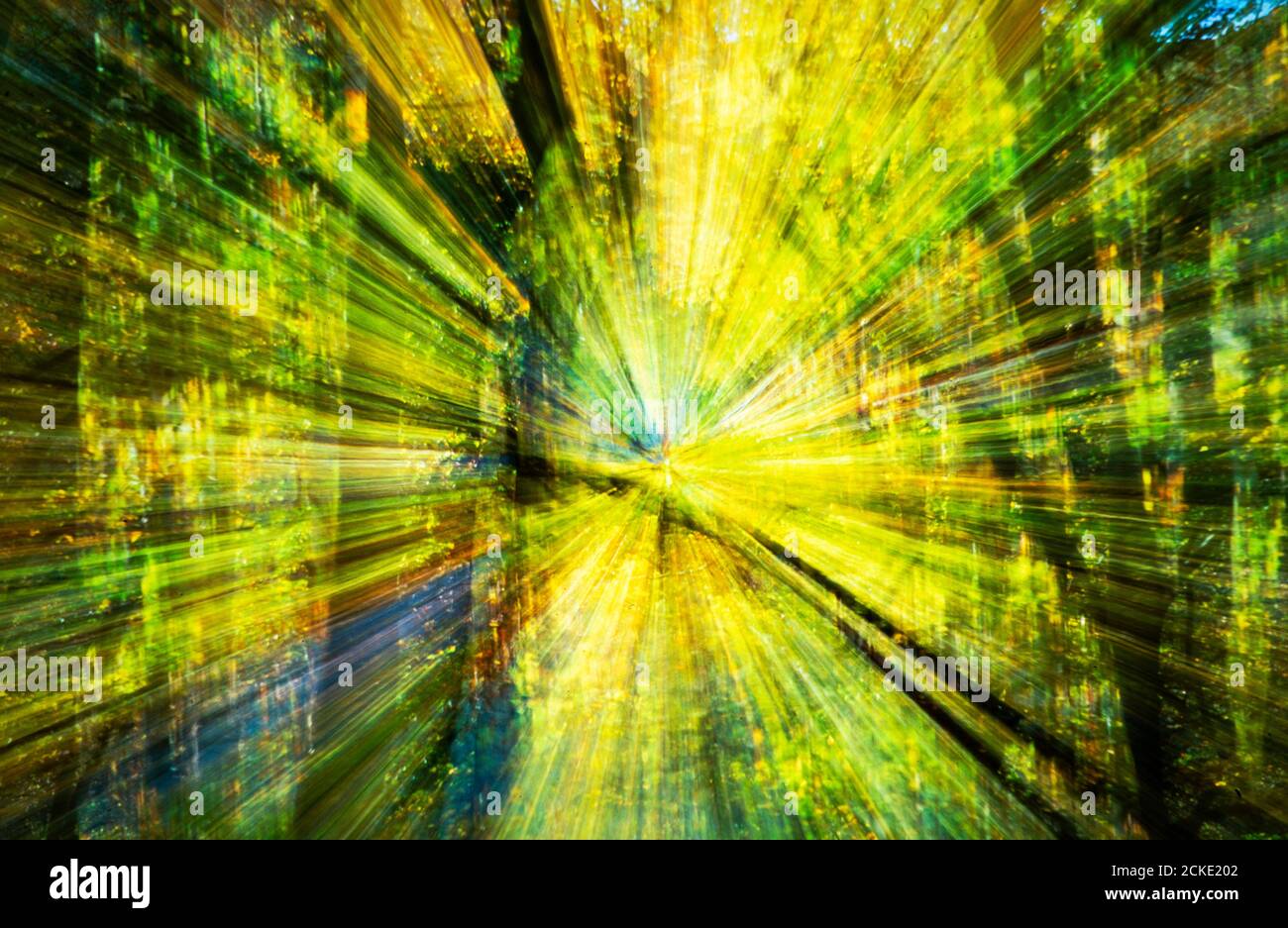 Woodland canopy with motion blur, Lake District, UK Stock Photo - Alamy