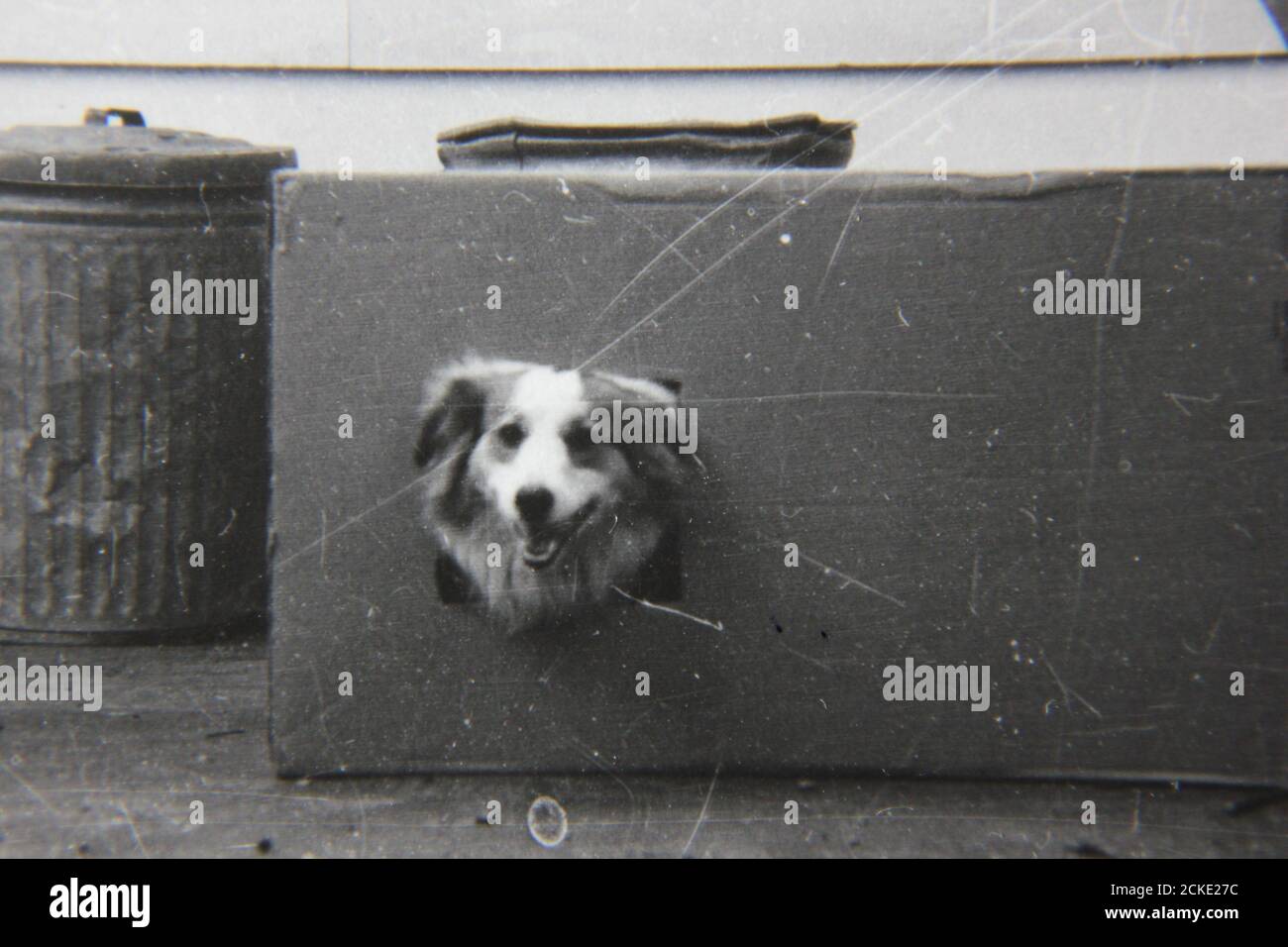 Fine 70s vintage black and white photography of a super cute family pet ...