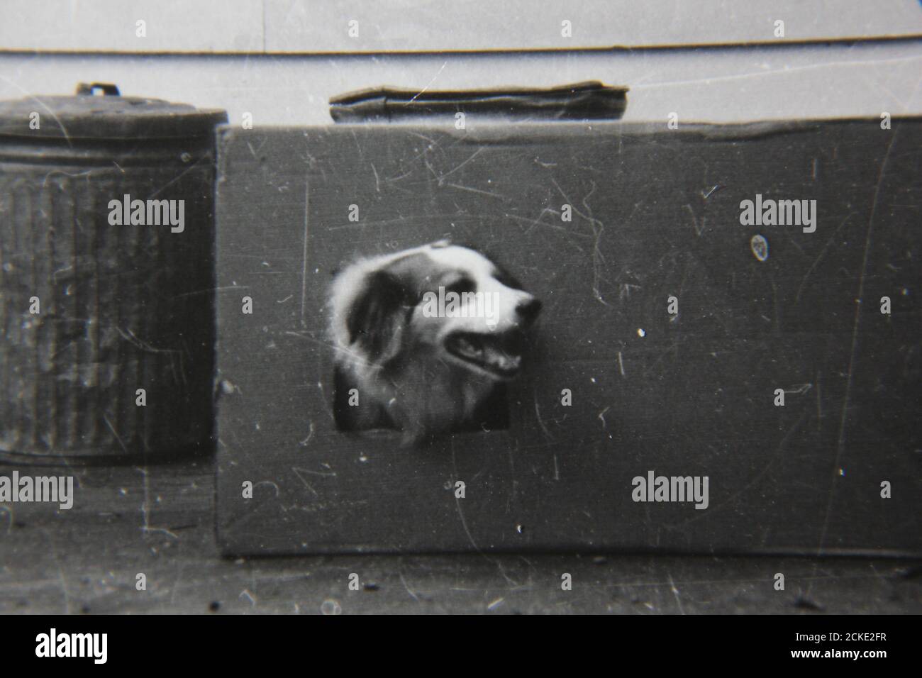 Fine 70s vintage black and white photography of a super cute family pet ...