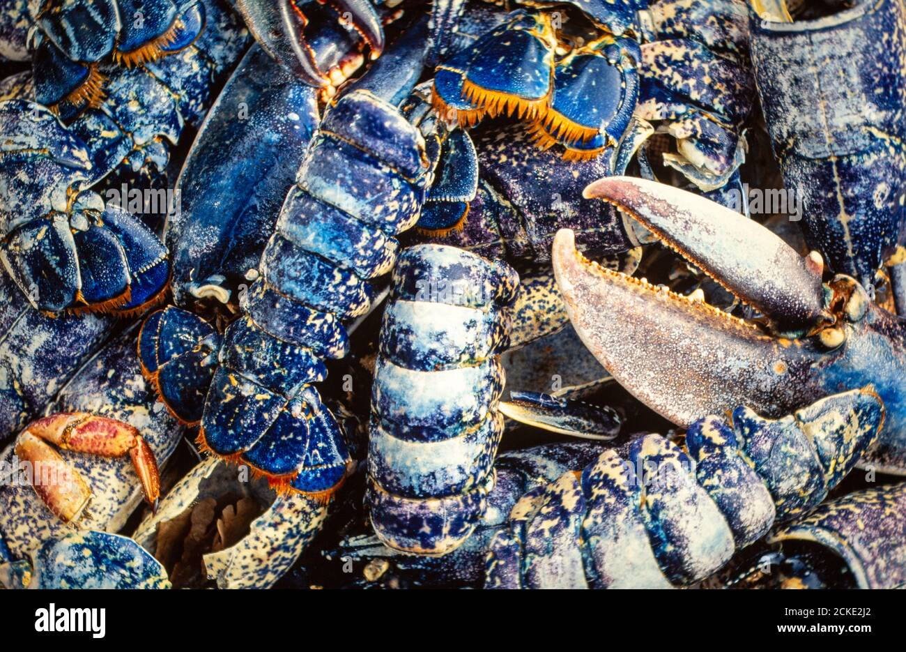 Lobster sheels washed up on the beach after a winter storm, Norfolk, UK ...