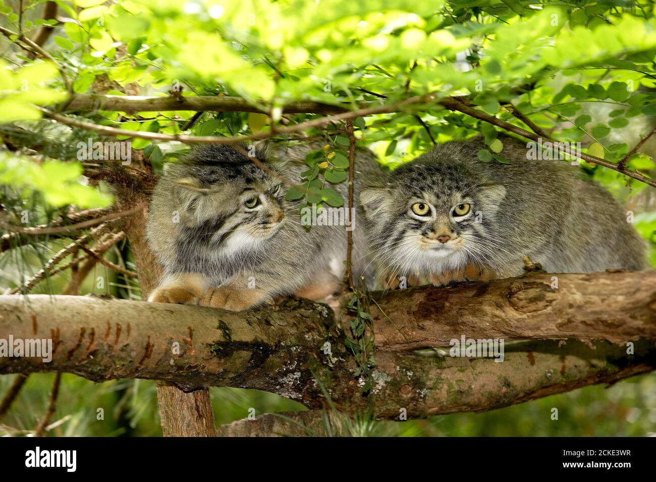 Manul or Pallas's Cat, otocolobus manul, Pair standing on Branch Stock ...
