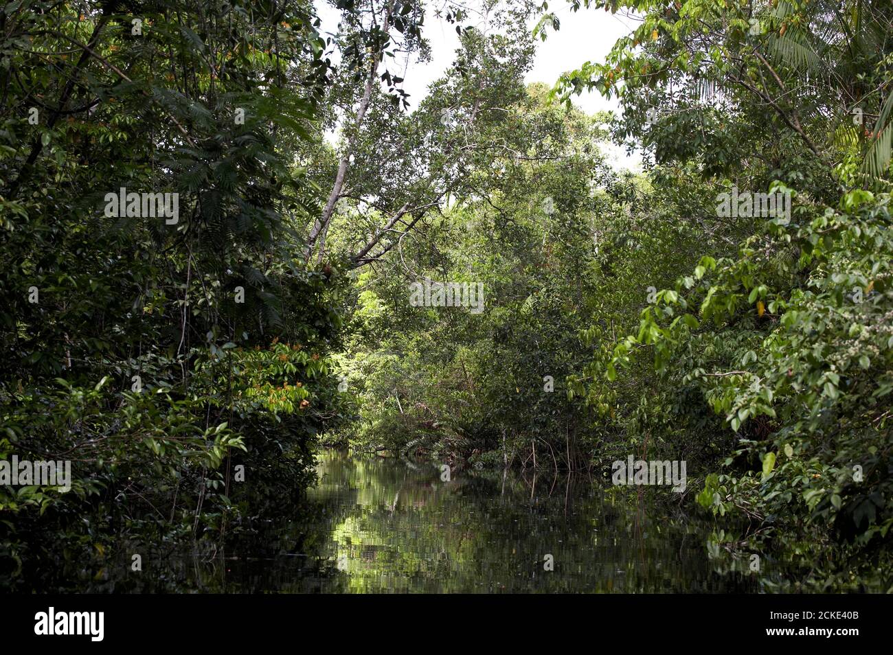 River and Forest in Orinoco Delta, Venezuela Stock Photo - Alamy