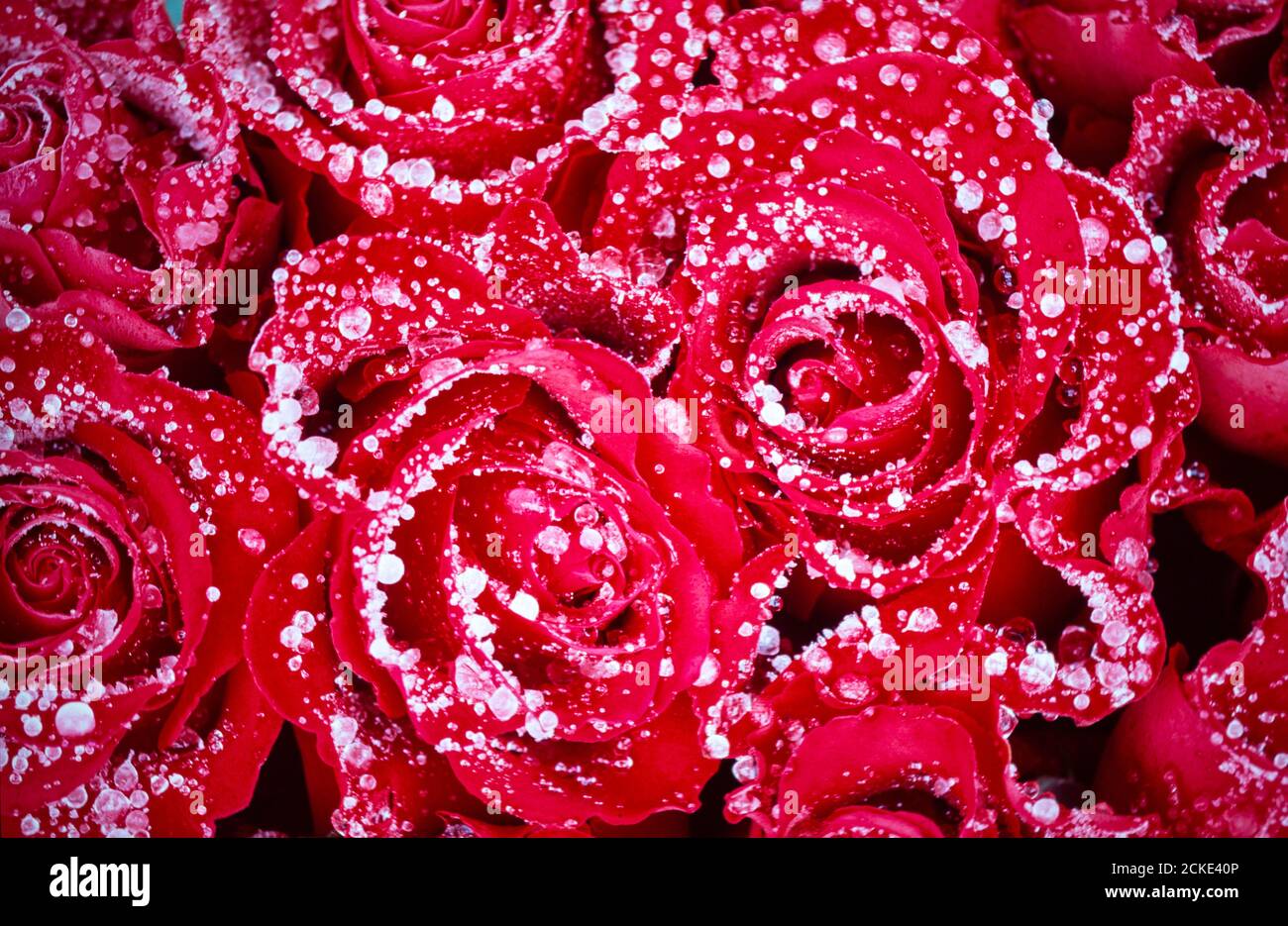 Red roses covered in frozen water droplets Stock Photo - Alamy