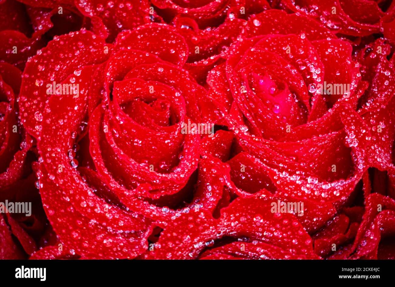 Red roses covered in frozen water droplets Stock Photo - Alamy